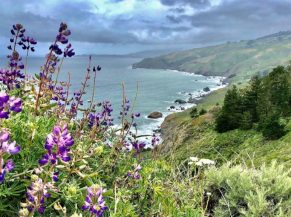 Santa Barbara Museum of Natural History - Visit Santa Barbara