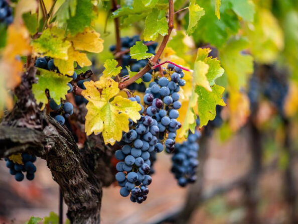 Santa Barbara Festivals | Events, Things to Do