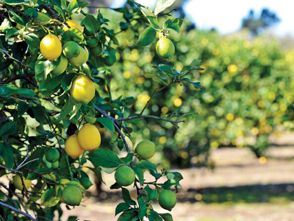 Santa Barbara Festivals | Events, Things to Do