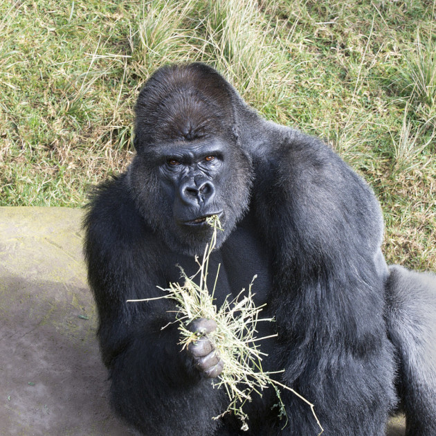 Santa Barbara Zoo - Visit Santa Barbara