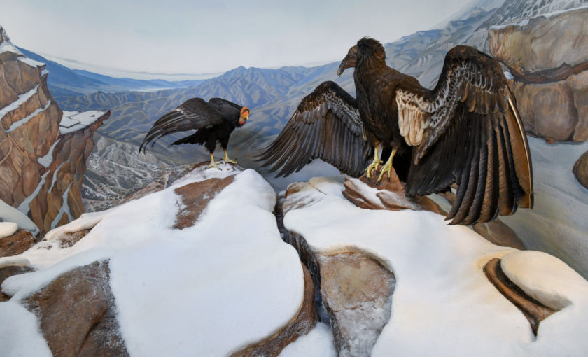 Santa Barbara Museum of Natural History - Visit Santa Barbara
