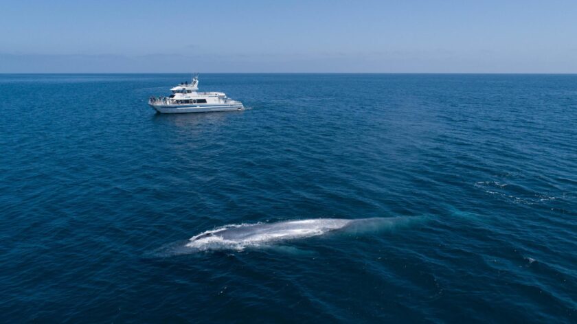 Santa Barbara Channel Whale Heritage Area - Visit Santa Barbara