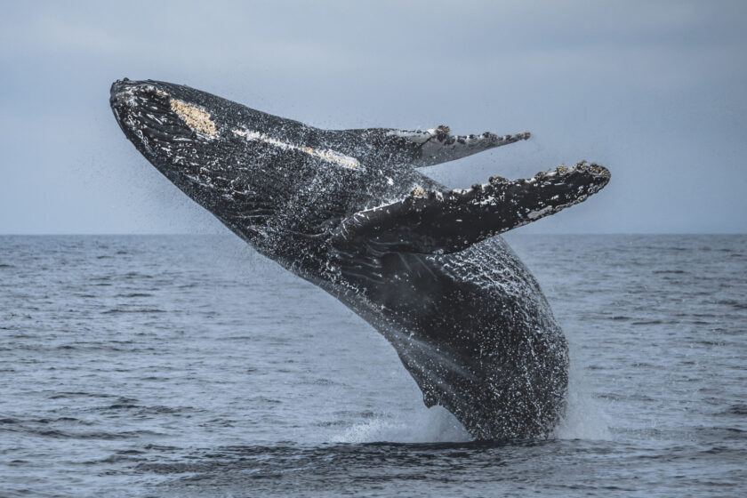 Santa Barbara Channel Whale Heritage Area - Visit Santa Barbara