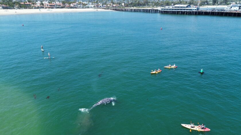 Paddle Sports Center - Visit Santa Barbara