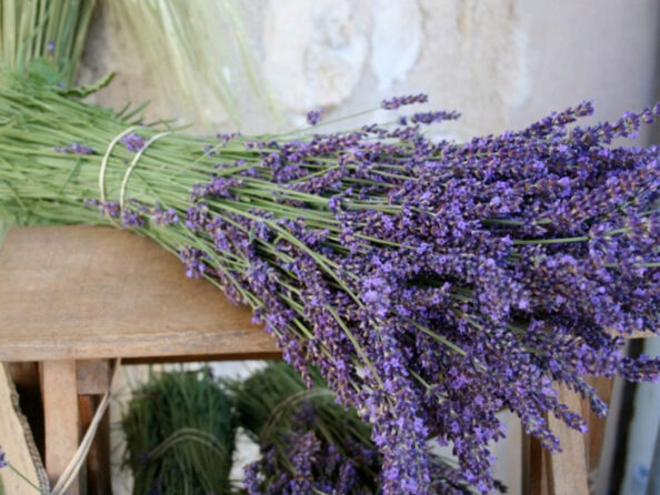 Calendar of Events | Santa Barbara Events, Festivals